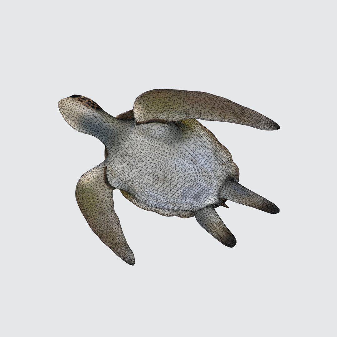 3D Realistic Sea Turtle Model - TurboSquid 2268992