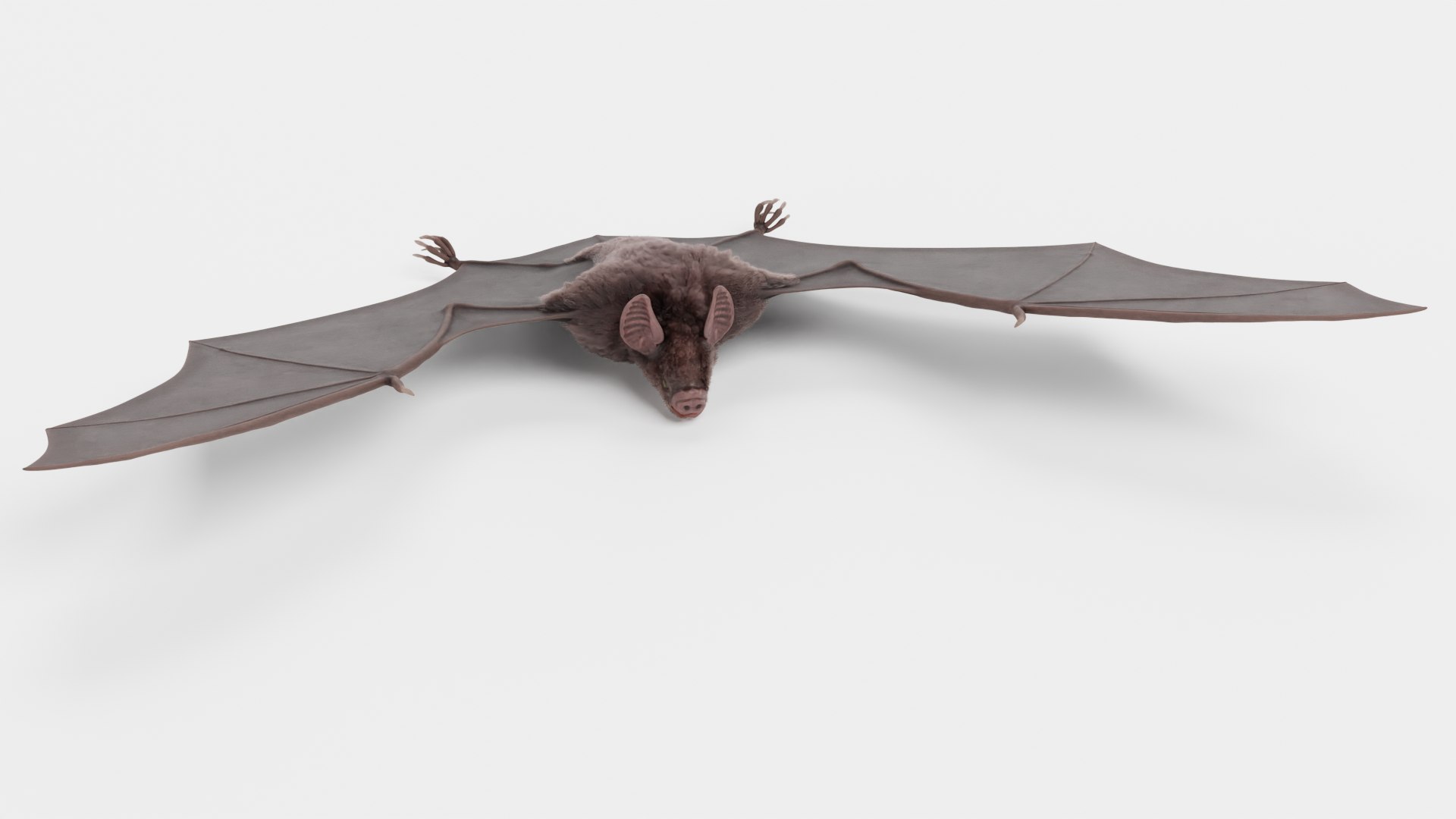 Vampire Bat Model - TurboSquid 1803926