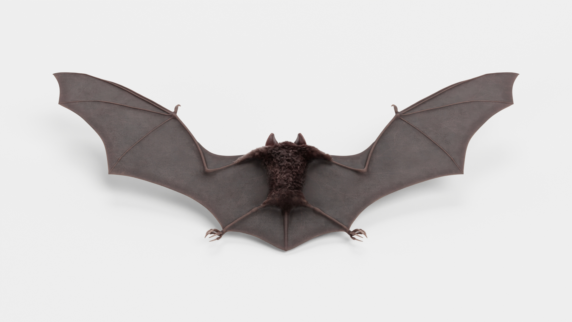 Vampire Bat Model - TurboSquid 1803926