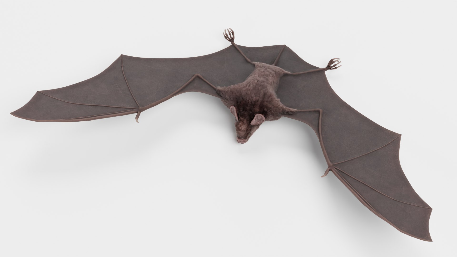 Vampire Bat Model - TurboSquid 1803926