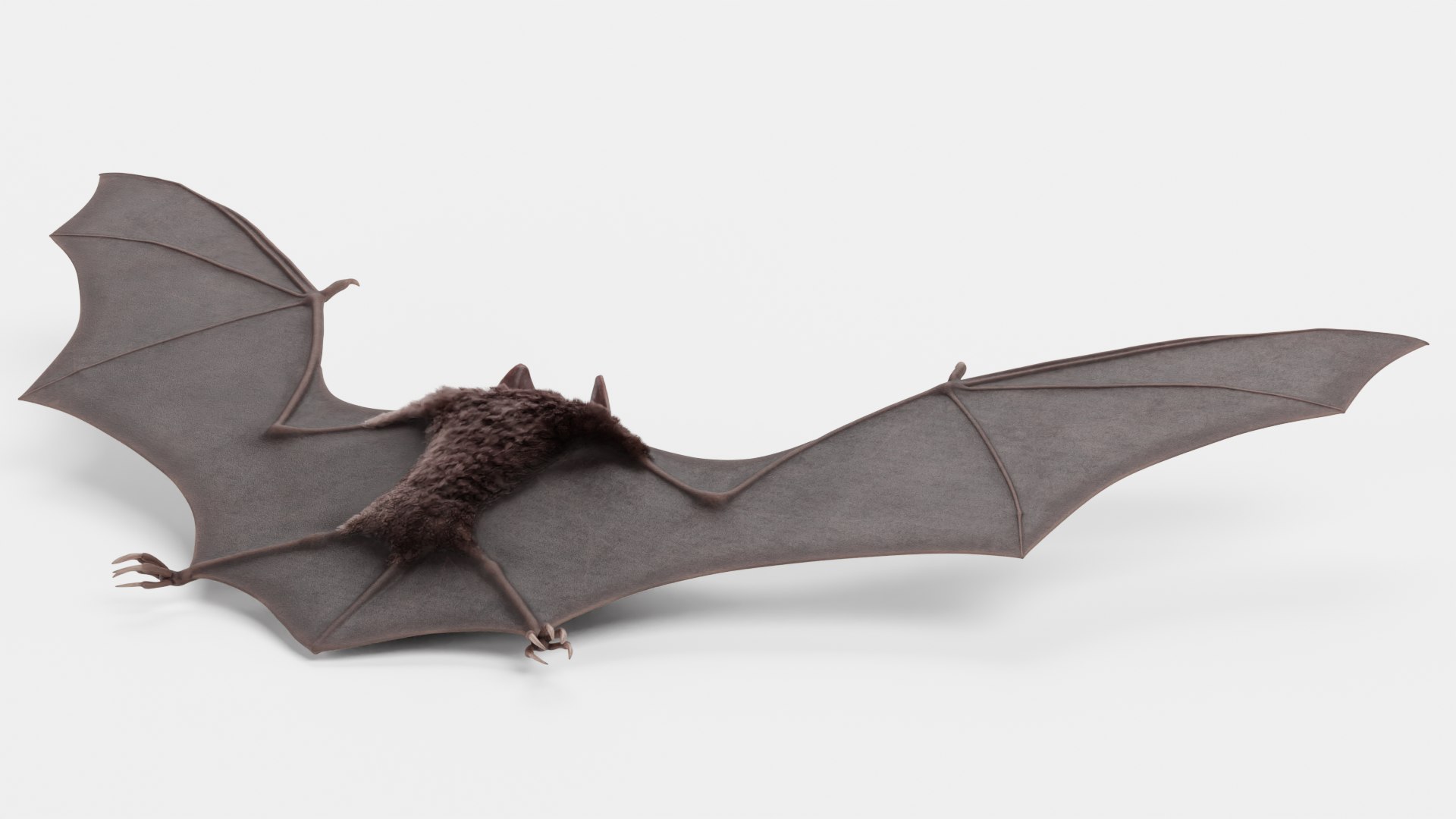 Vampire Bat Model - TurboSquid 1803926