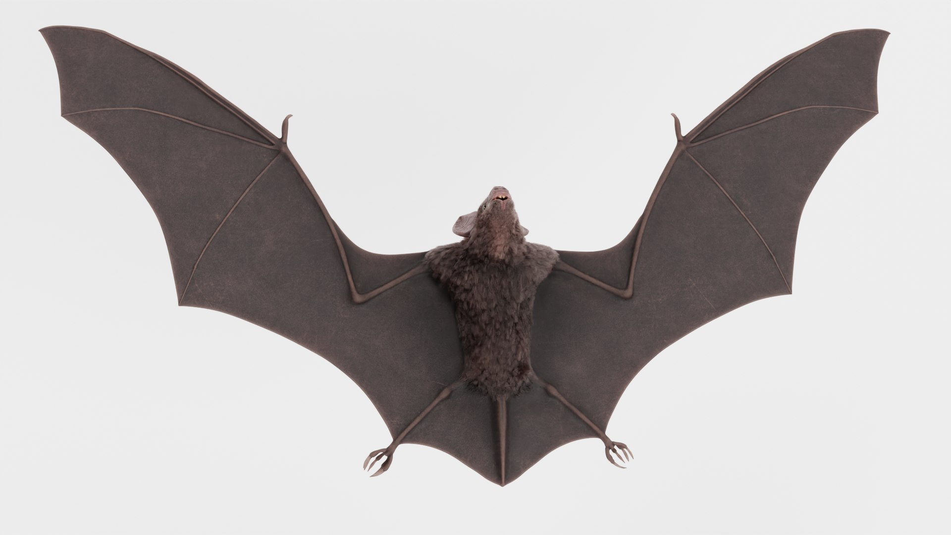 Vampire Bat Model - TurboSquid 1803926