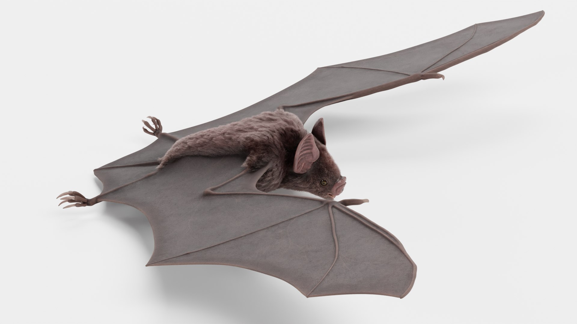 Vampire Bat Model - TurboSquid 1803926