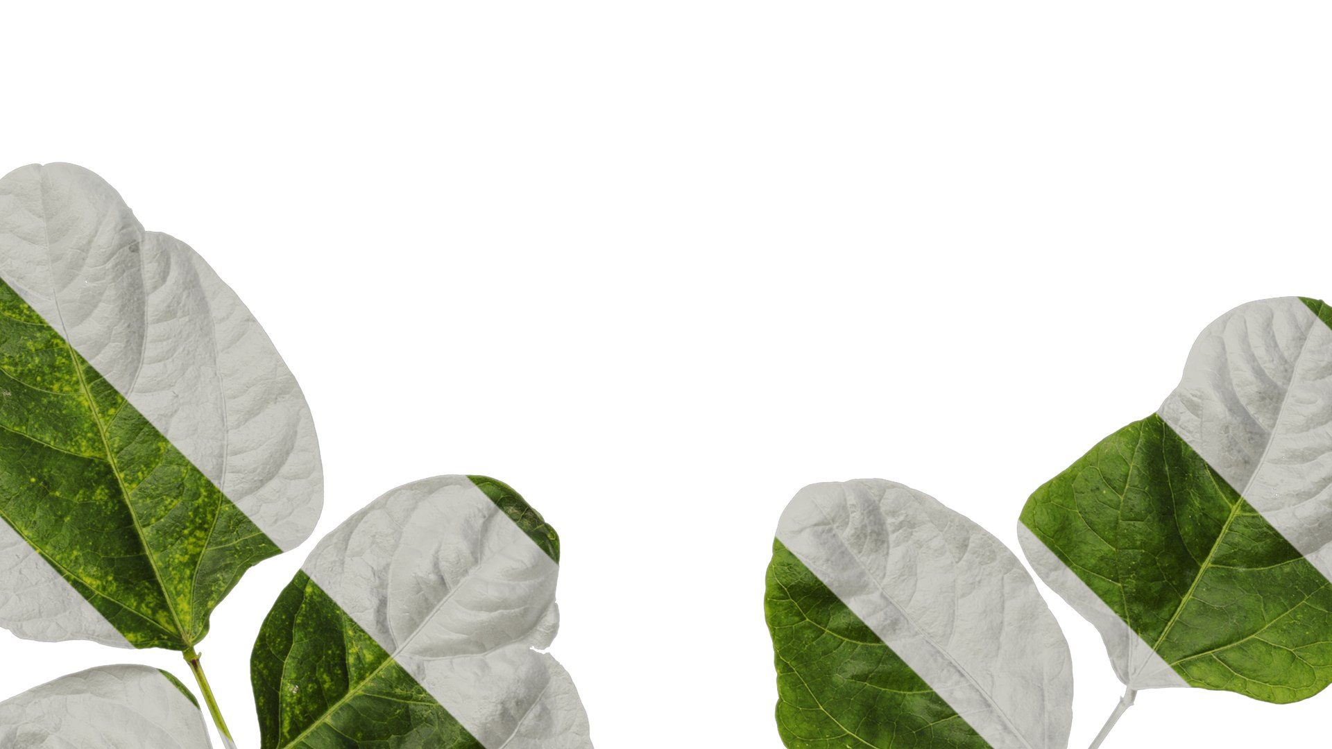 Anydrafts Vigna Radiata Leaf 02 Textures 3D Model - TurboSquid 2350437