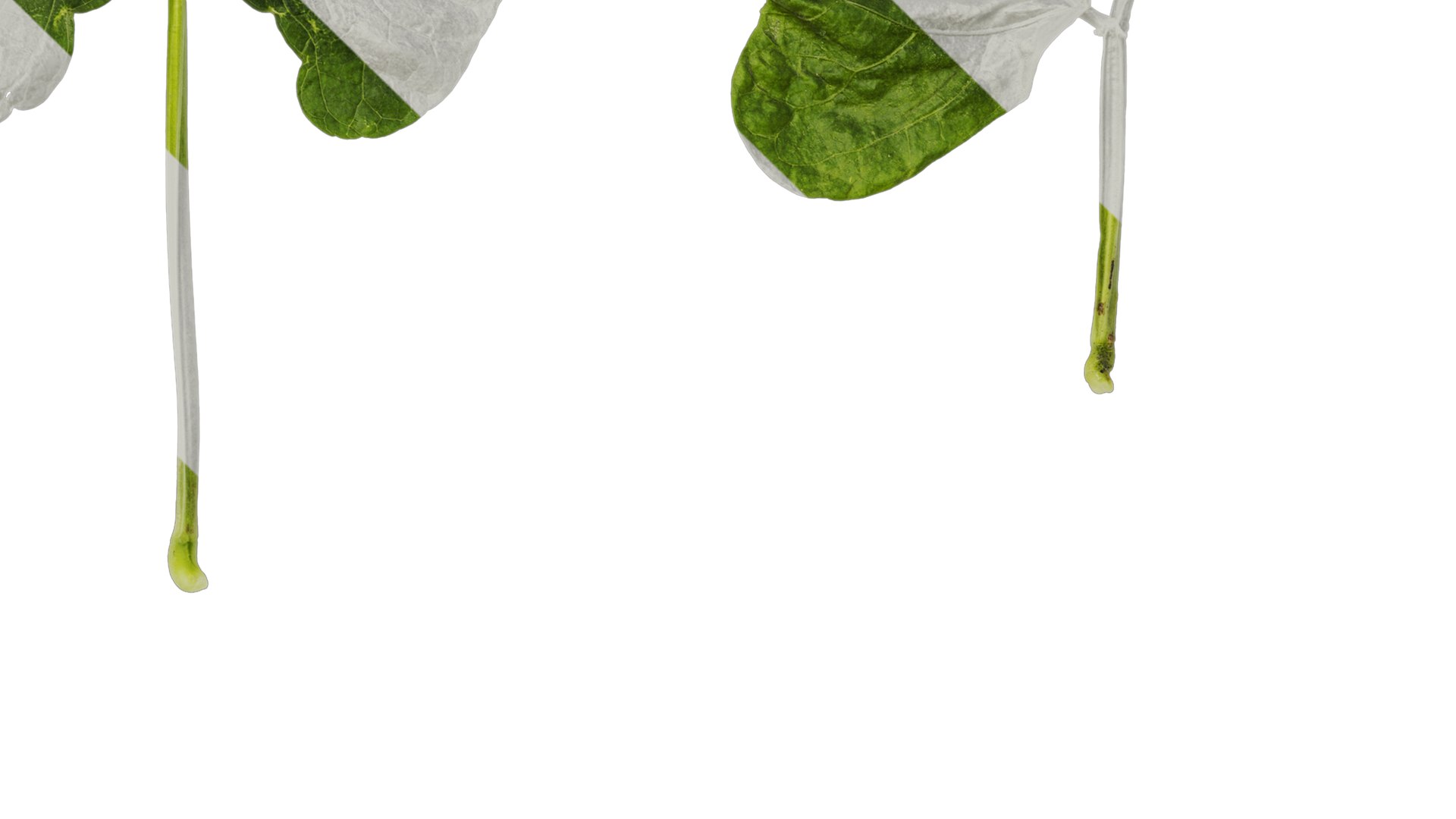 Anydrafts Vigna Radiata Leaf 02 Textures 3D Model - TurboSquid 2350437