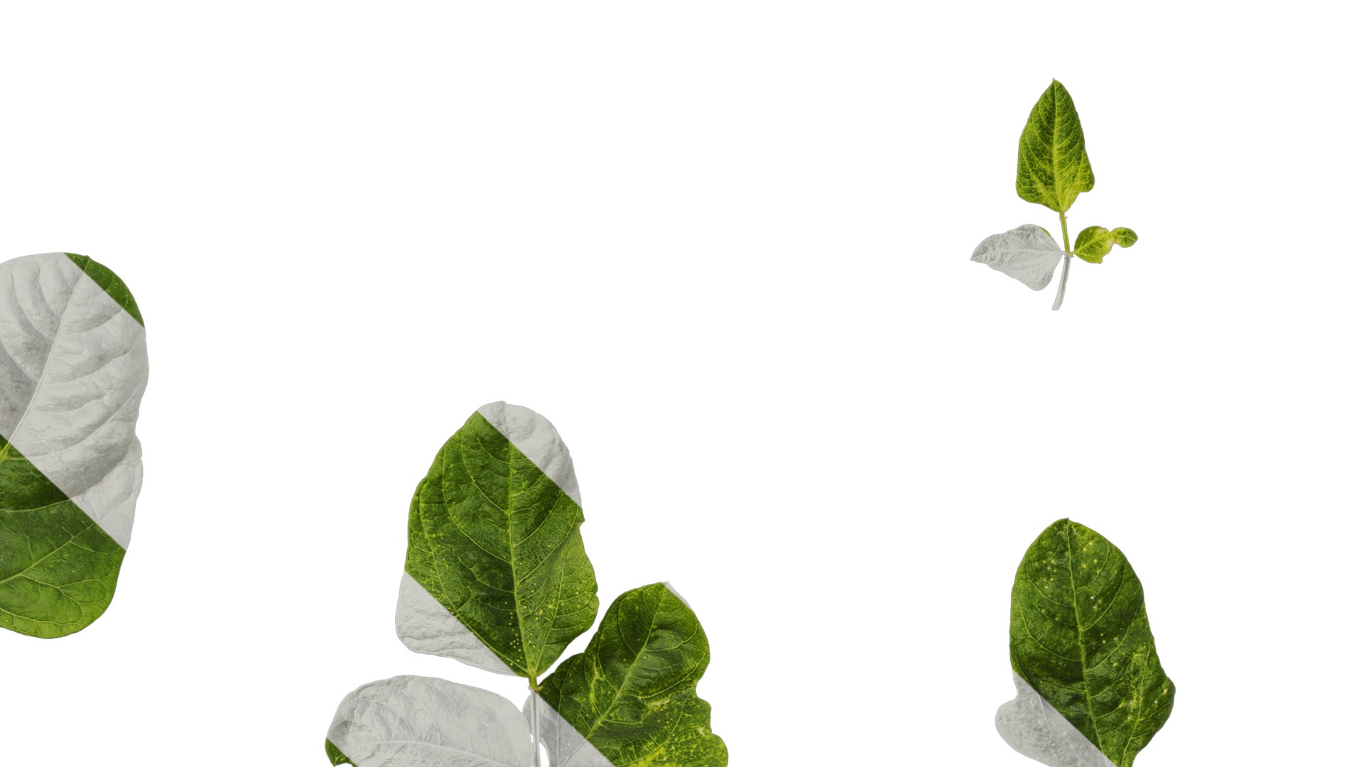 Anydrafts Vigna Radiata Leaf 02 Textures 3D Model - TurboSquid 2350437