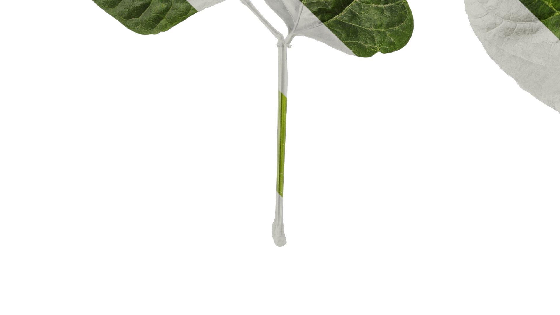 Anydrafts Vigna Radiata Leaf 02 Textures 3D Model - TurboSquid 2350437