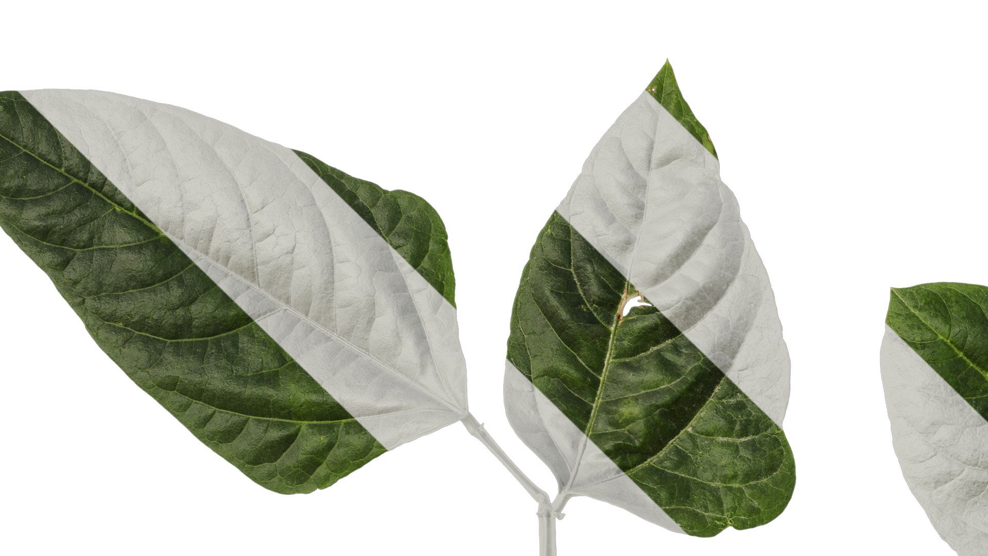Anydrafts Vigna Radiata Leaf 02 Textures 3D Model - TurboSquid 2350437