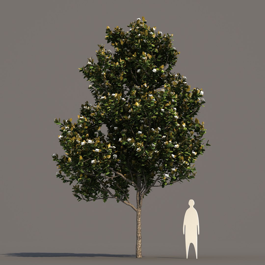 3d Model 2 5 Tree