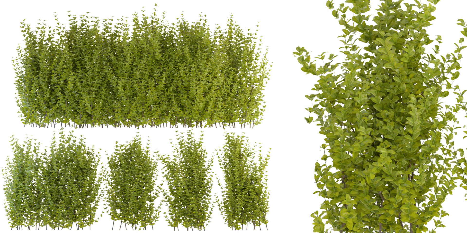 Collection Plant Vol 356 - Blender Model 3D Model - TurboSquid 2094286