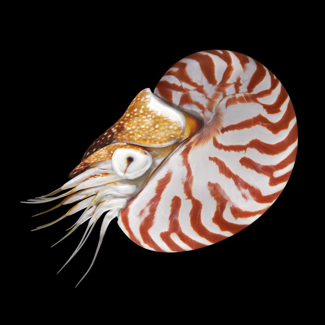 Nautilus Scanline Model - TurboSquid 1159946
