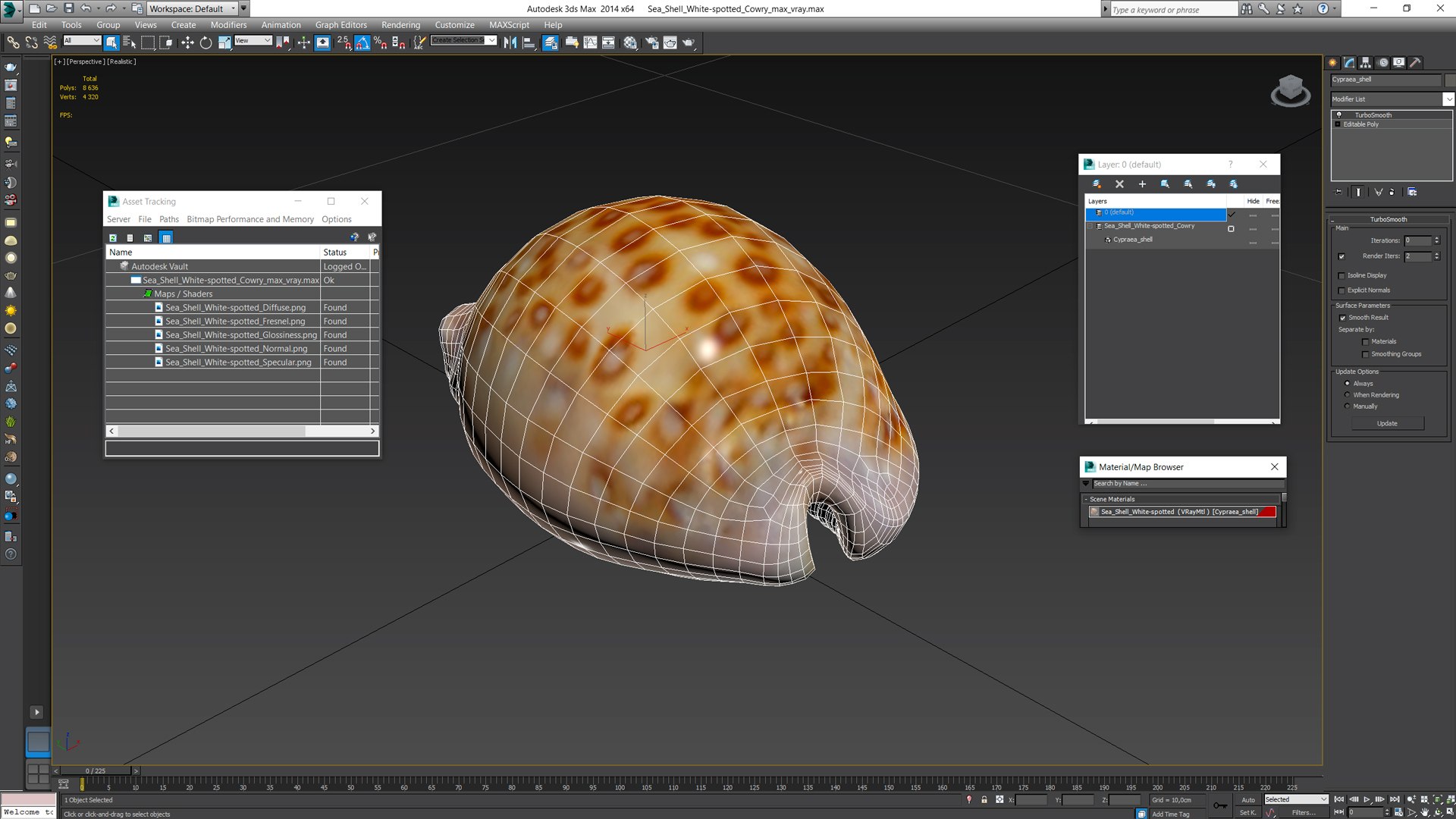 3D Model Sea Shell White-spotted Cowry - TurboSquid 1997438