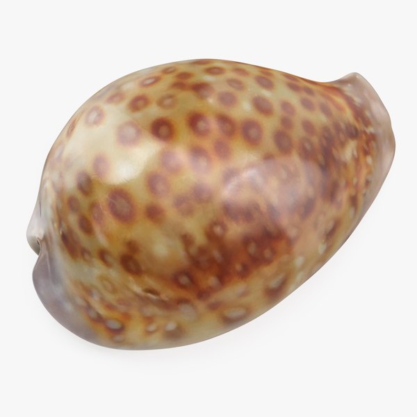 Sea Shell White-spotted Cowry 3D 모델 - TurboSquid 1997438
