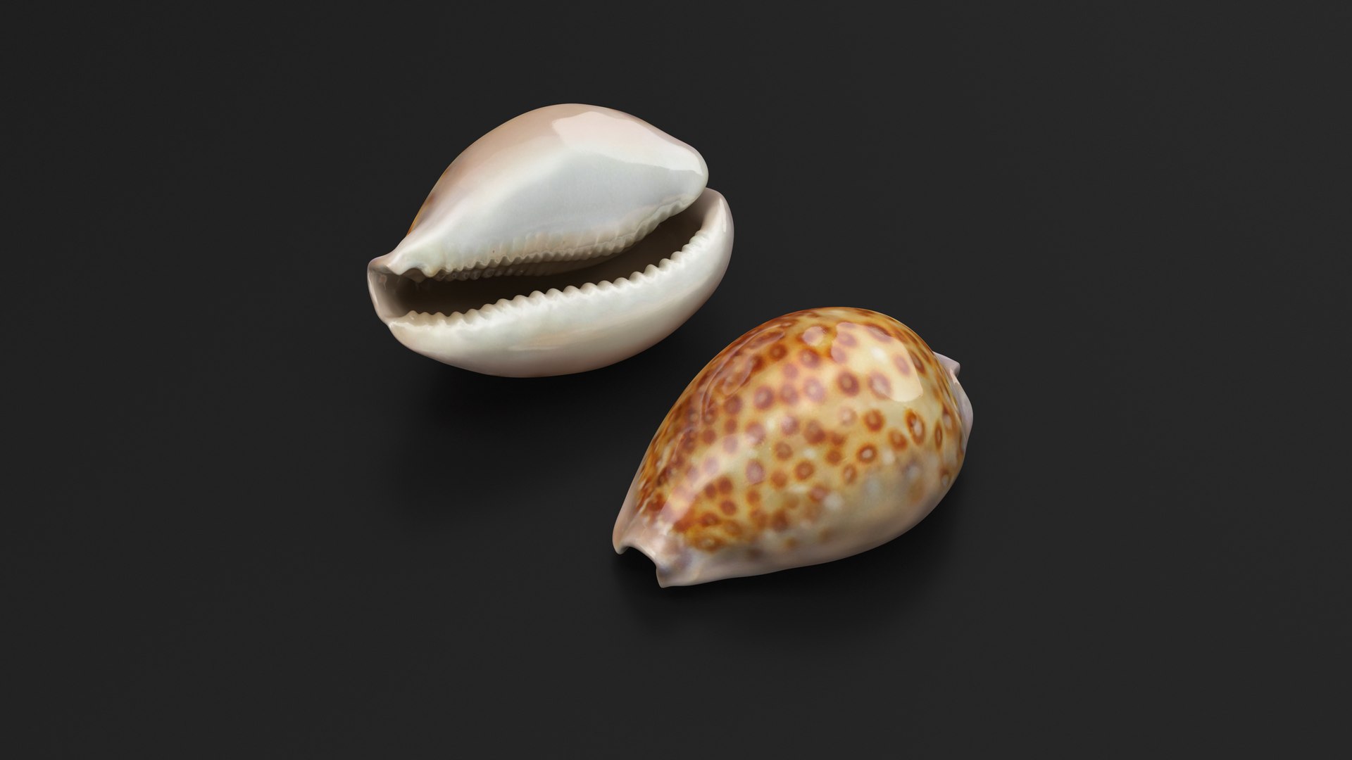 3D Model Sea Shell White-spotted Cowry - TurboSquid 1997438