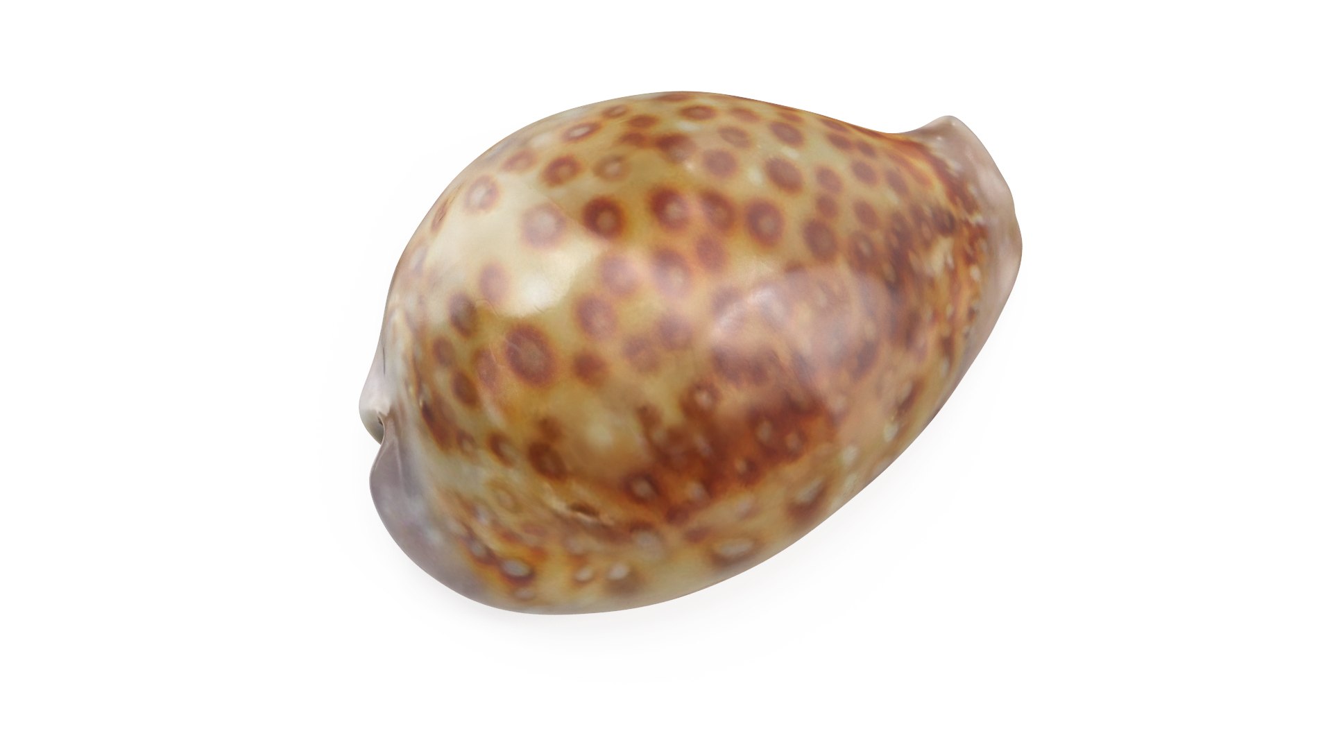 3D Model Sea Shell White-spotted Cowry - TurboSquid 1997438