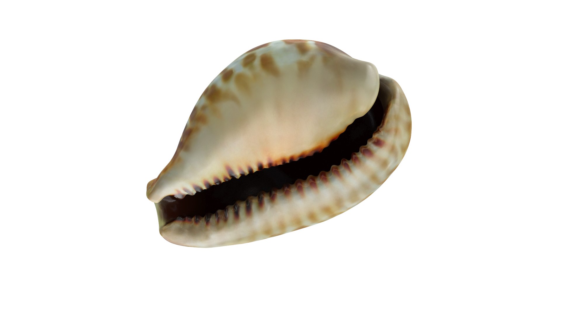 3D Model Sea Shell White-spotted Cowry - TurboSquid 1997438