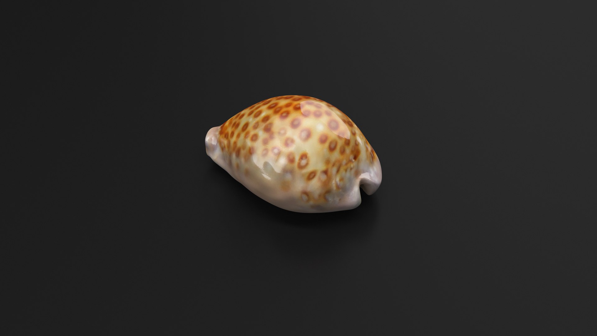 3D Model Sea Shell White-spotted Cowry - TurboSquid 1997438