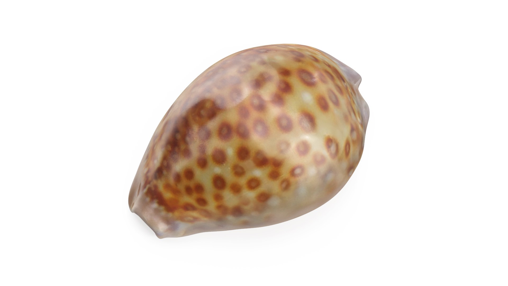 3D Model Sea Shell White-spotted Cowry - TurboSquid 1997438