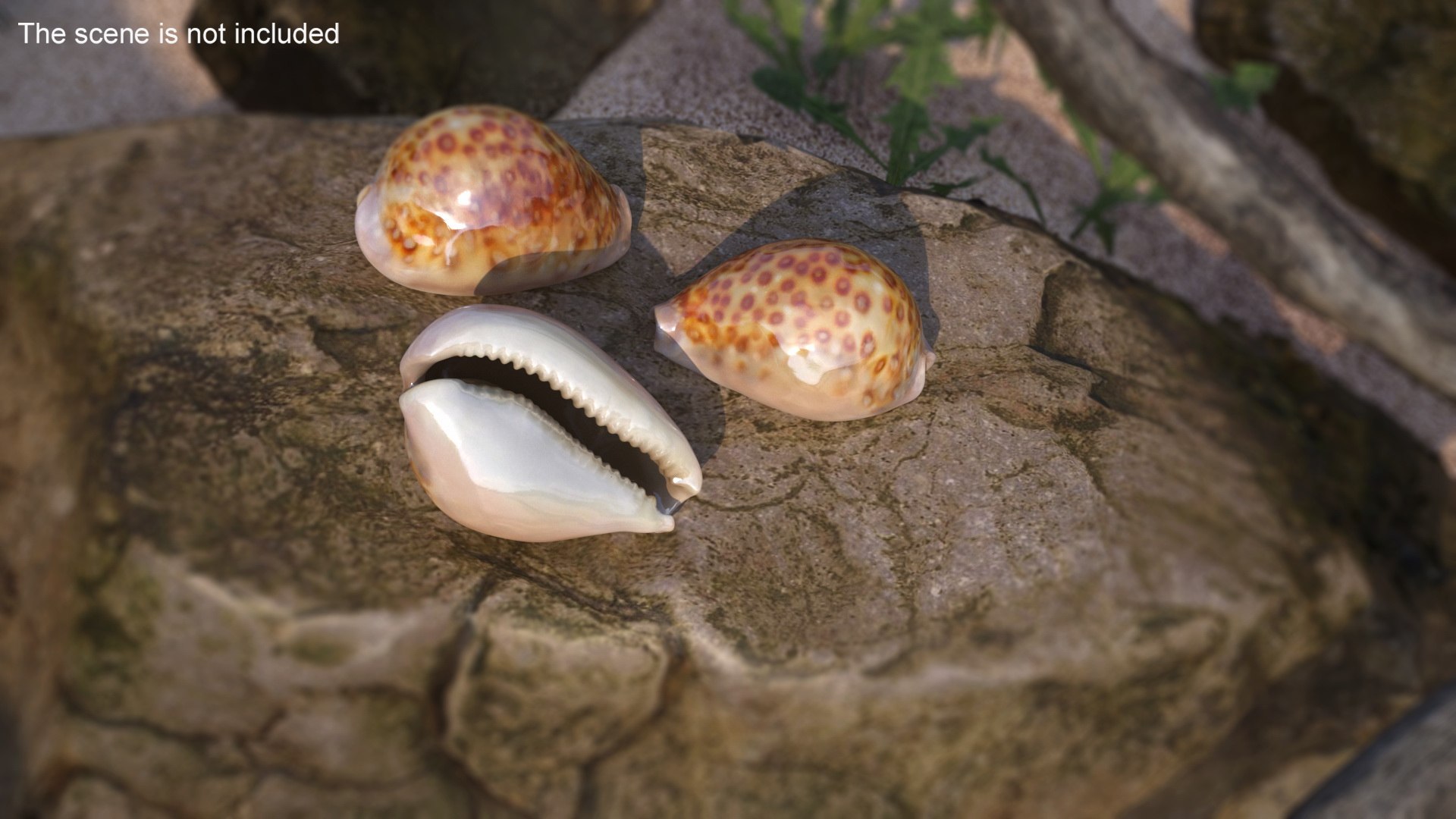 3D Model Sea Shell White-spotted Cowry - TurboSquid 1997438
