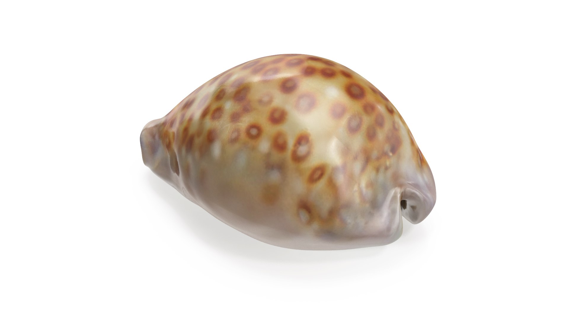 3D Model Sea Shell White-spotted Cowry - TurboSquid 1997438