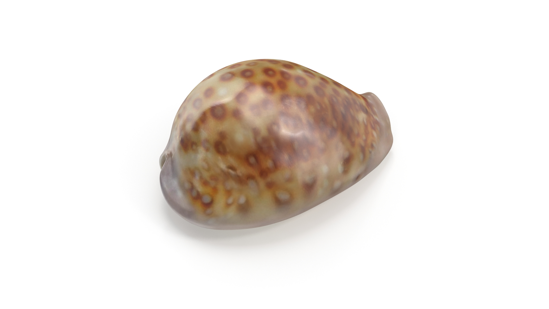 3D Model Sea Shell White-spotted Cowry - TurboSquid 1997438
