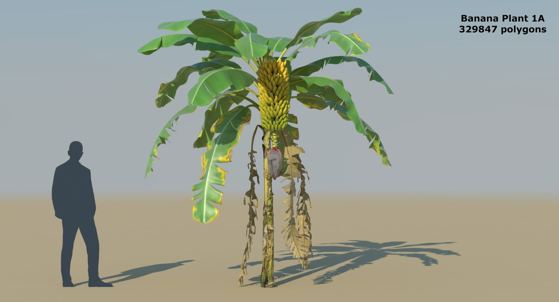 Banana plants trees animation 3D model - TurboSquid 1435760
