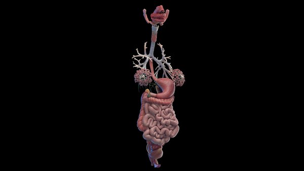 Human Female Body Skeleton and Organs Static3D模型 - TurboSquid 2065570