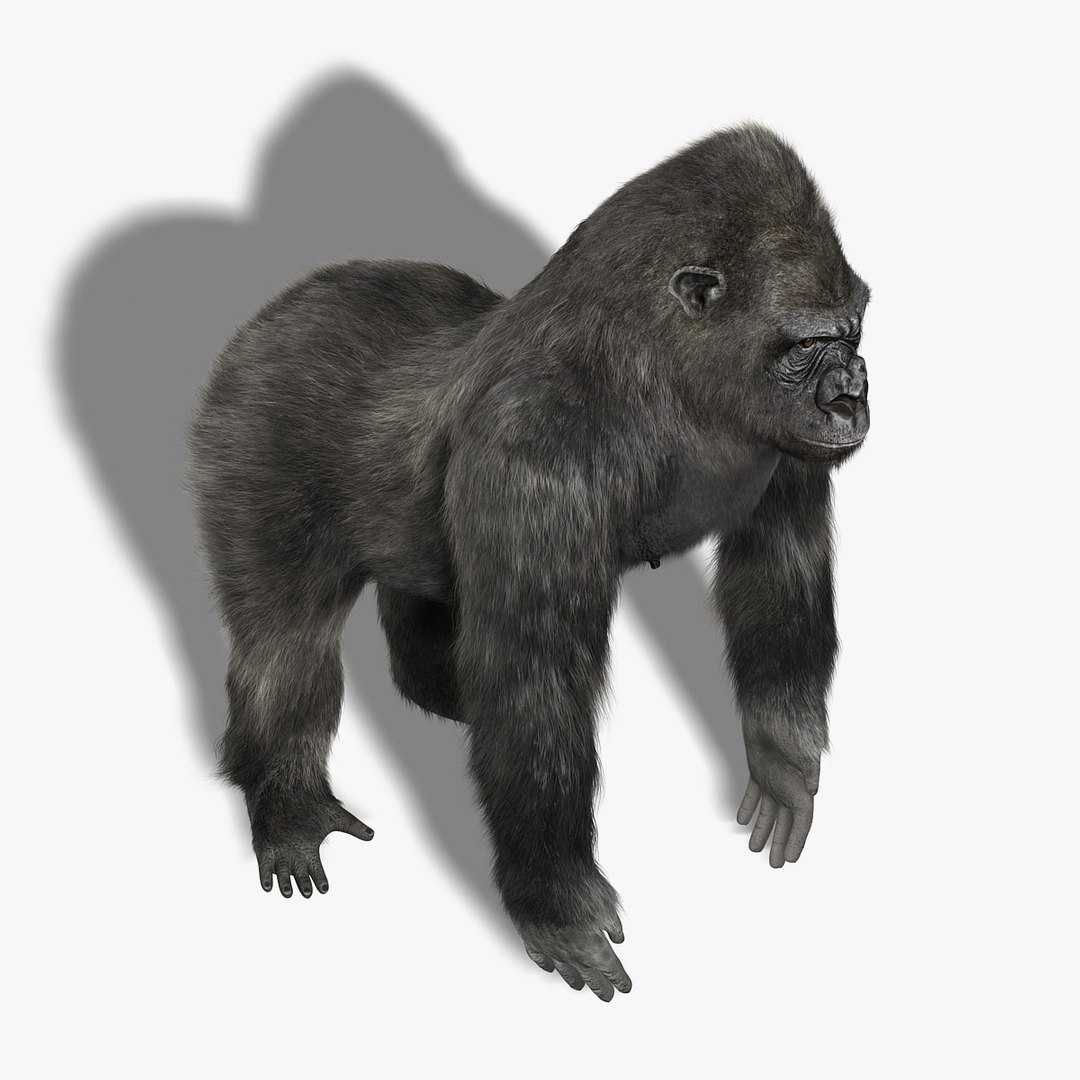 Gorilla Silverback Fur 3 3d Model