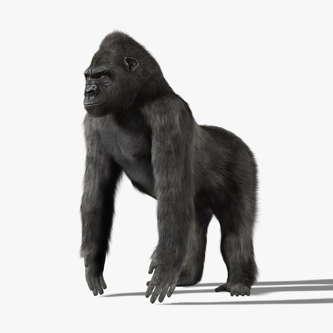 Gorilla Silverback Fur 3 3d Model