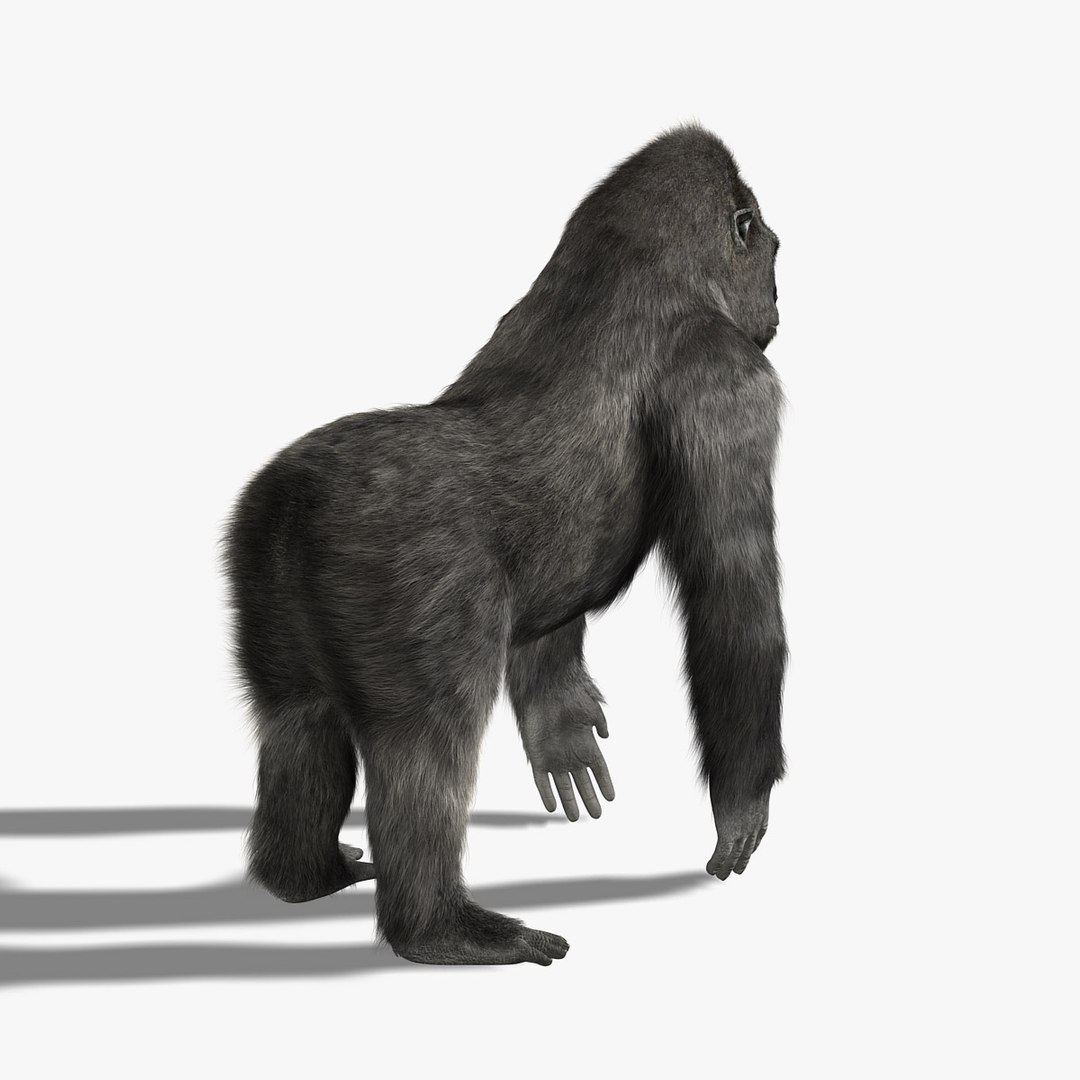 Gorilla Silverback Fur 3 3d Model