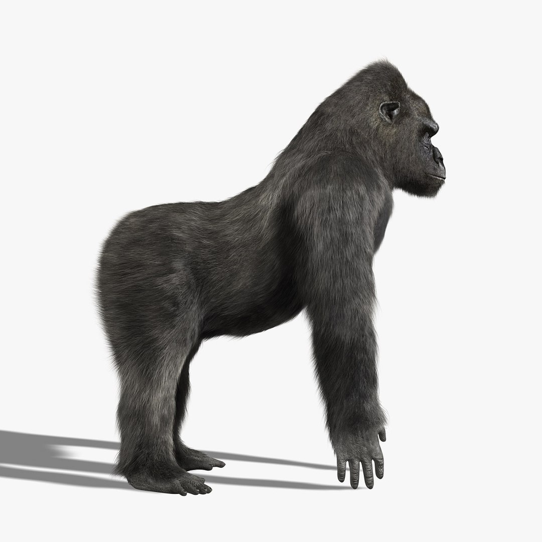 Gorilla Silverback Fur 3 3d Model