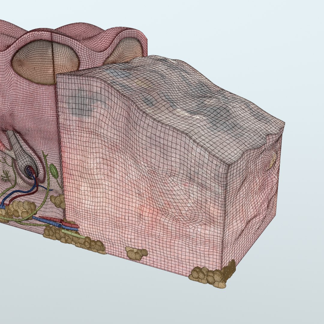 3D Model Realistic Skin Anatomy - TurboSquid 1164416