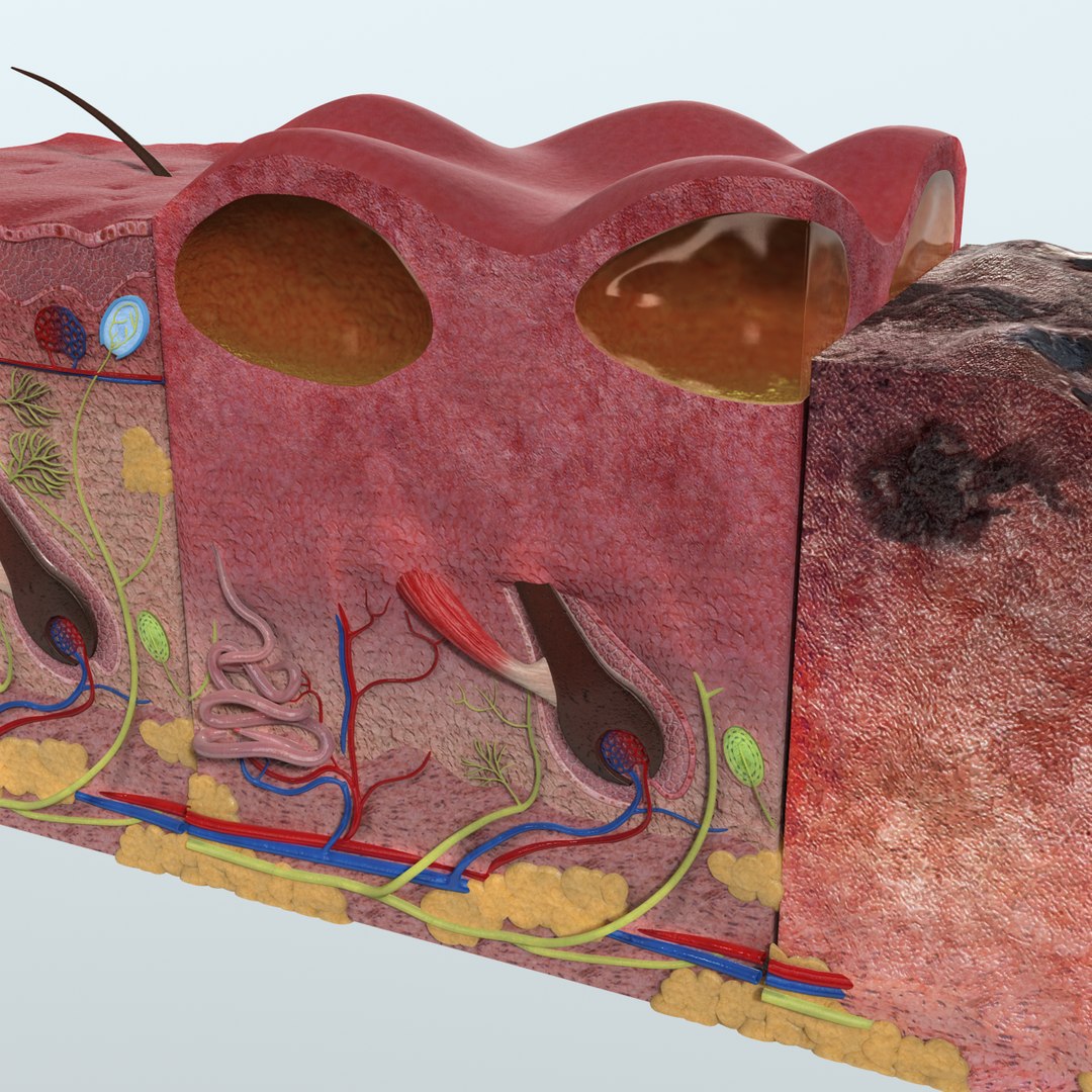 3D Model Realistic Skin Anatomy - TurboSquid 1164416