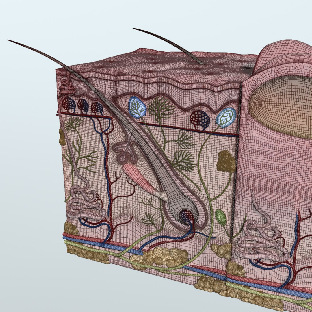3D Model Realistic Skin Anatomy - TurboSquid 1164416