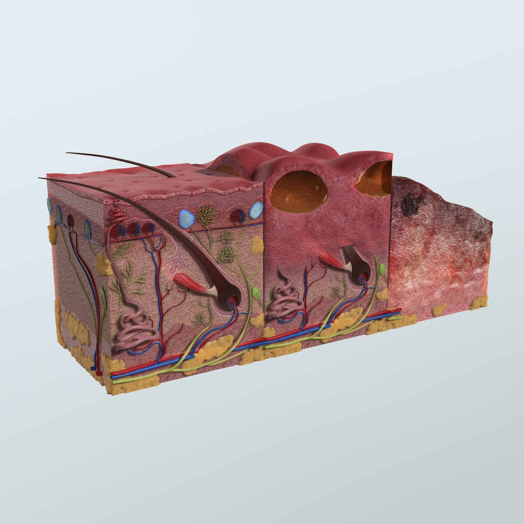 3D Model Realistic Skin Anatomy - TurboSquid 1164416