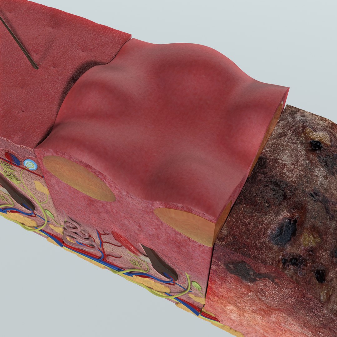 3D Model Realistic Skin Anatomy - TurboSquid 1164416