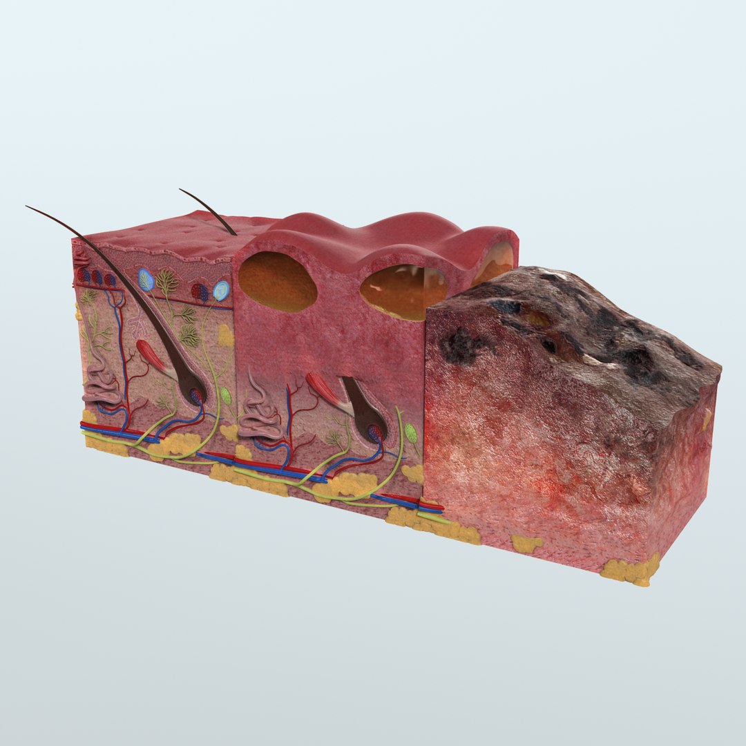 3D Model Realistic Skin Anatomy - TurboSquid 1164416