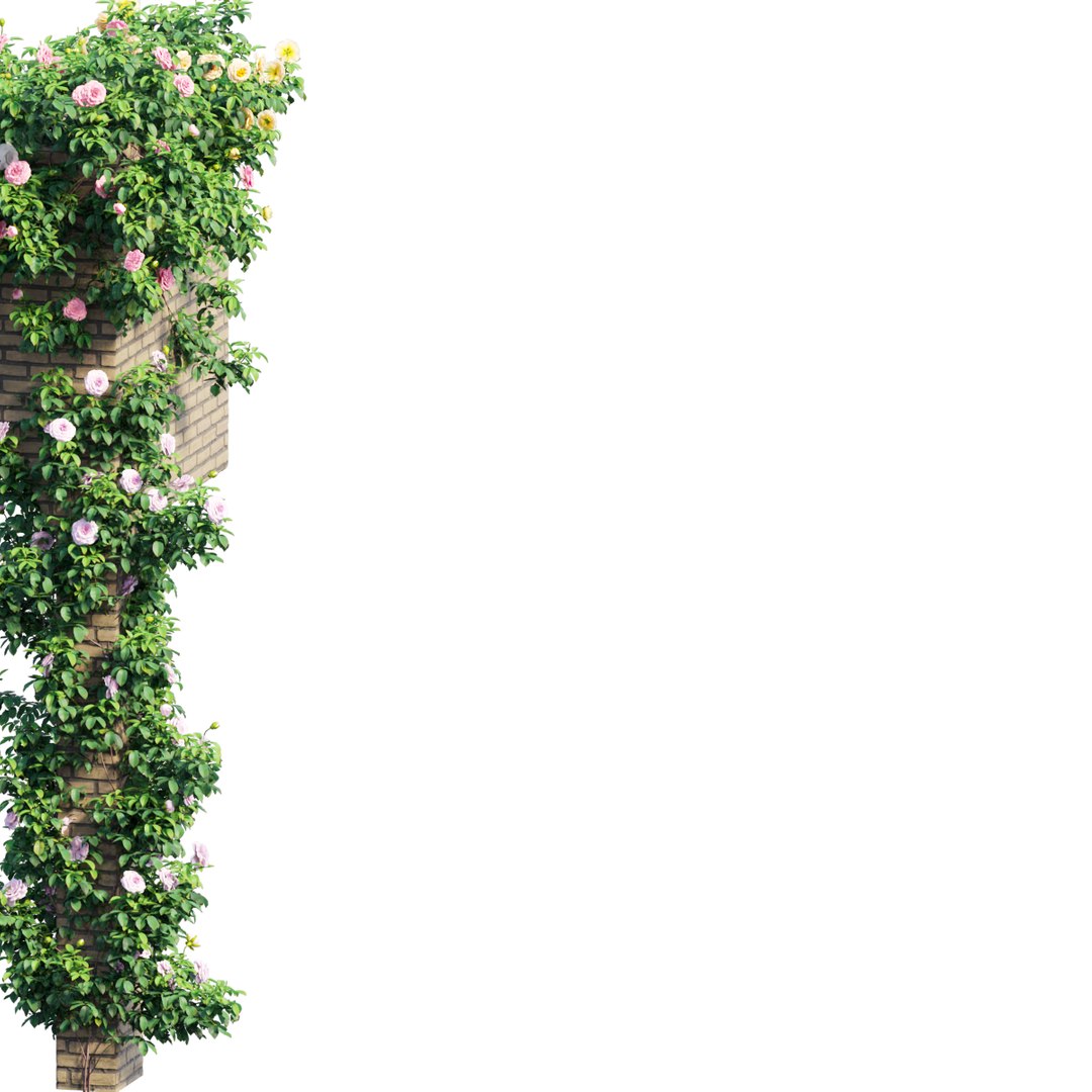 3D Rose Plant Set 71 Model - TurboSquid 1784505