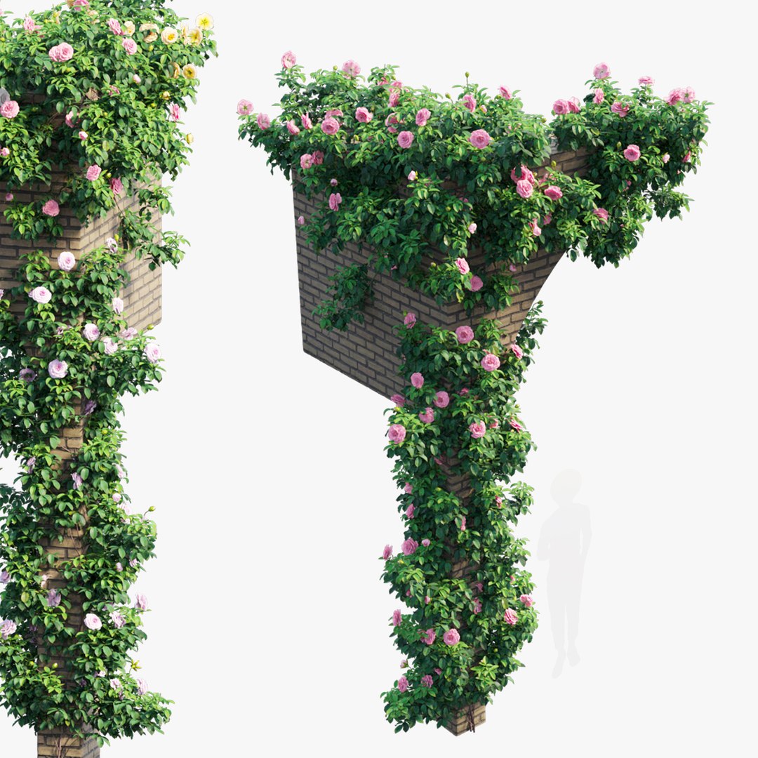 3D Rose Plant Set 71 Model - TurboSquid 1784505