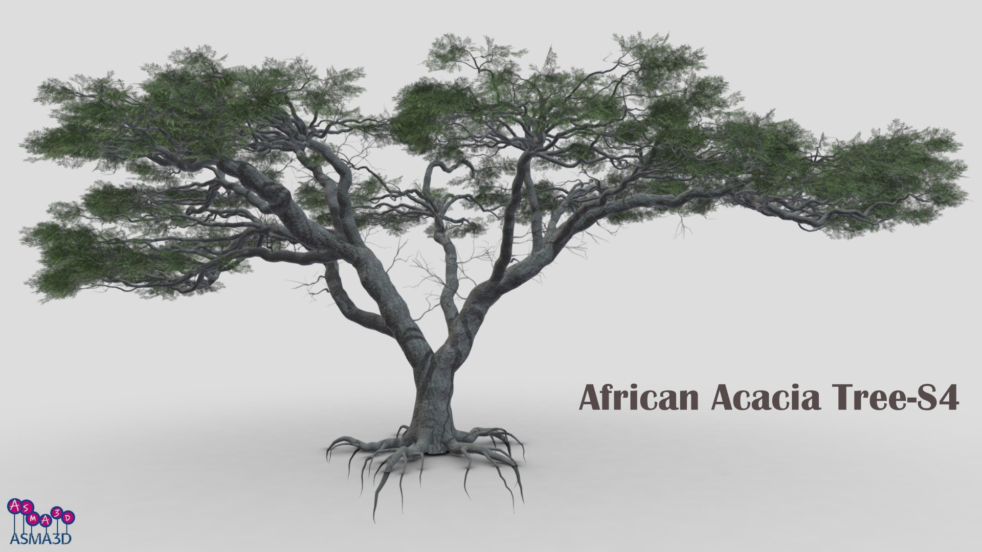 3D Model African Acacia Tree-S4 - TurboSquid 2202459