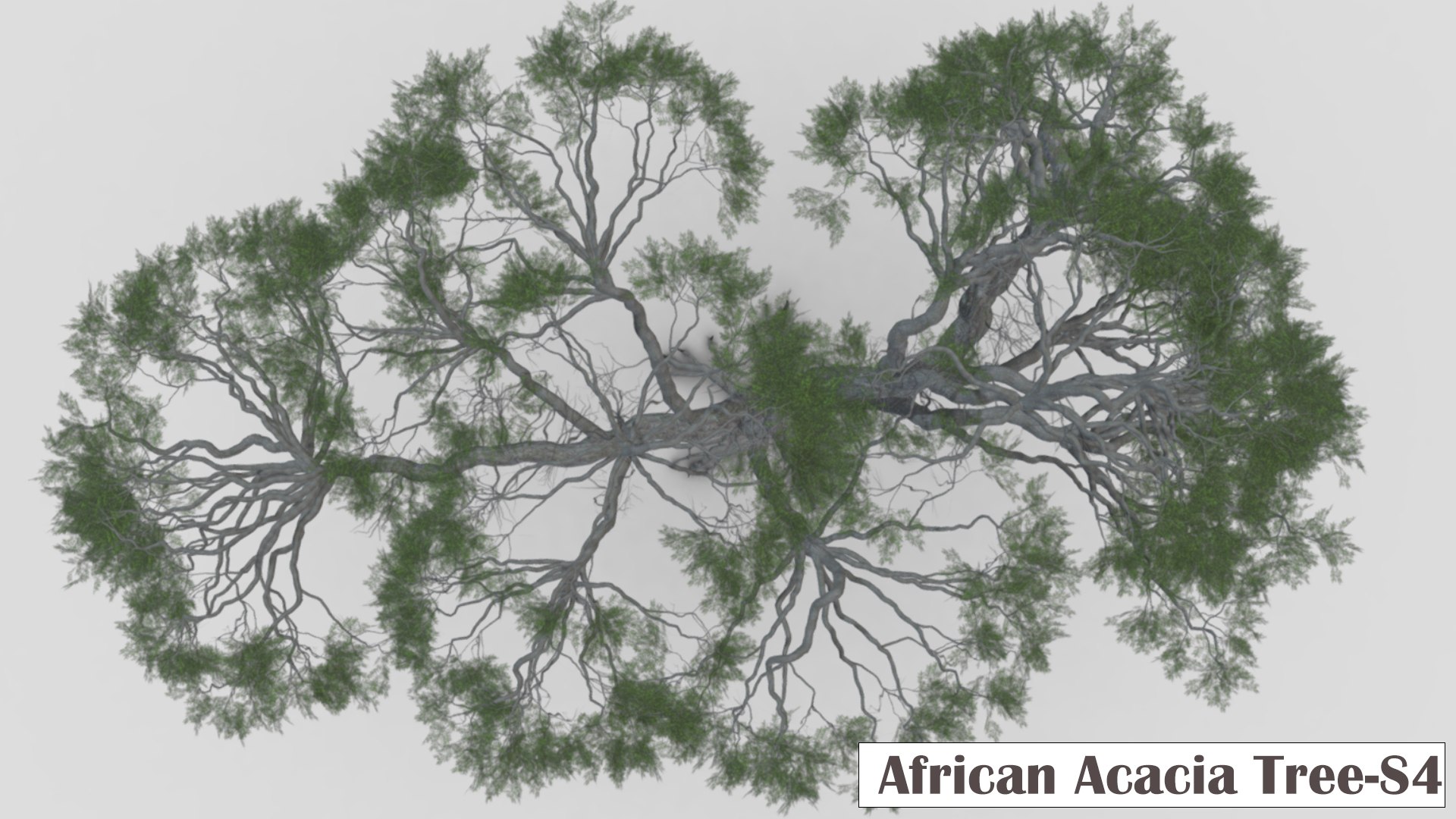 3D Model African Acacia Tree-S4 - TurboSquid 2202459