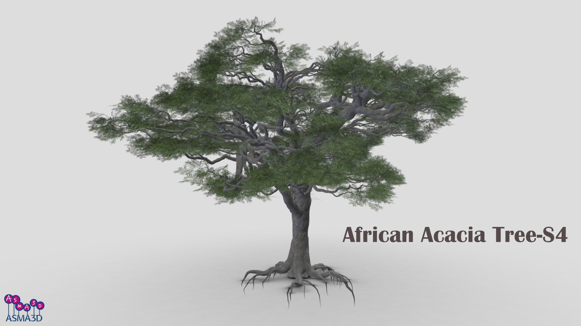3D Model African Acacia Tree-S4 - TurboSquid 2202459