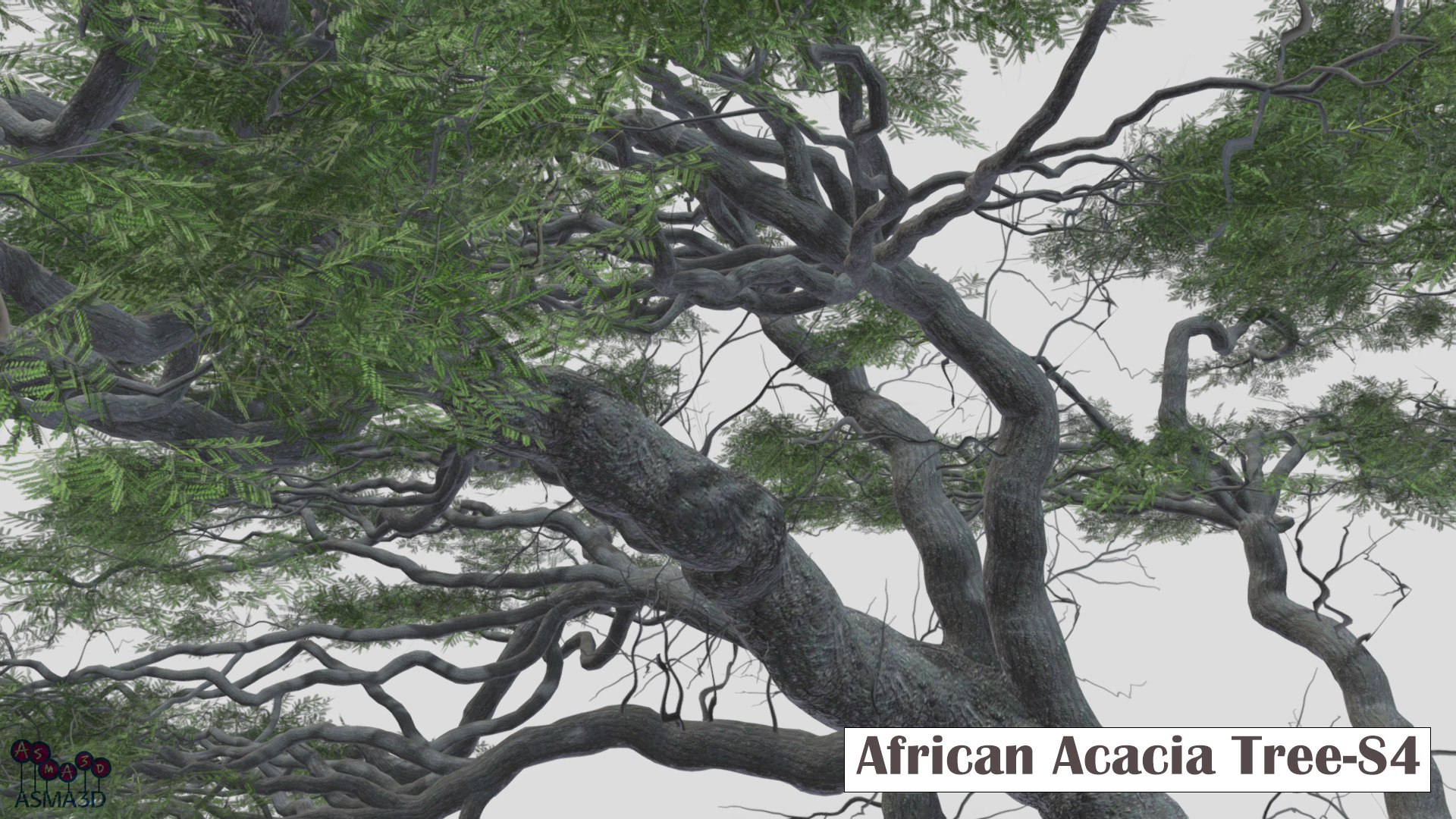 3D Model African Acacia Tree-S4 - TurboSquid 2202459