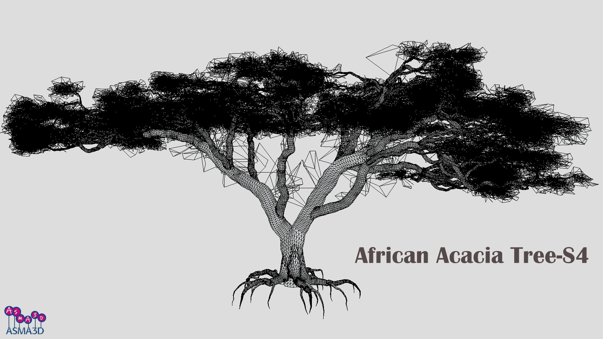 3D Model African Acacia Tree-S4 - TurboSquid 2202459