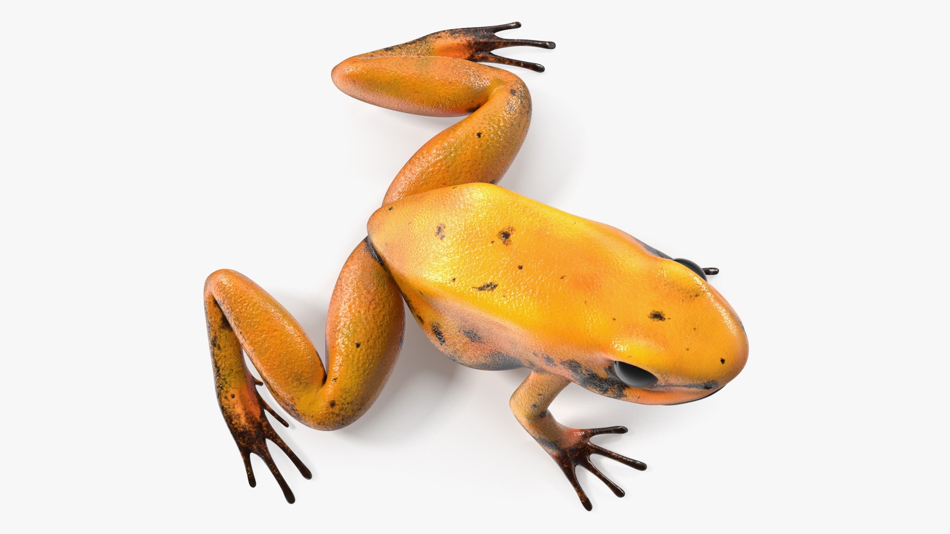 Orange Golden Poison Frog Model - TurboSquid 2184607