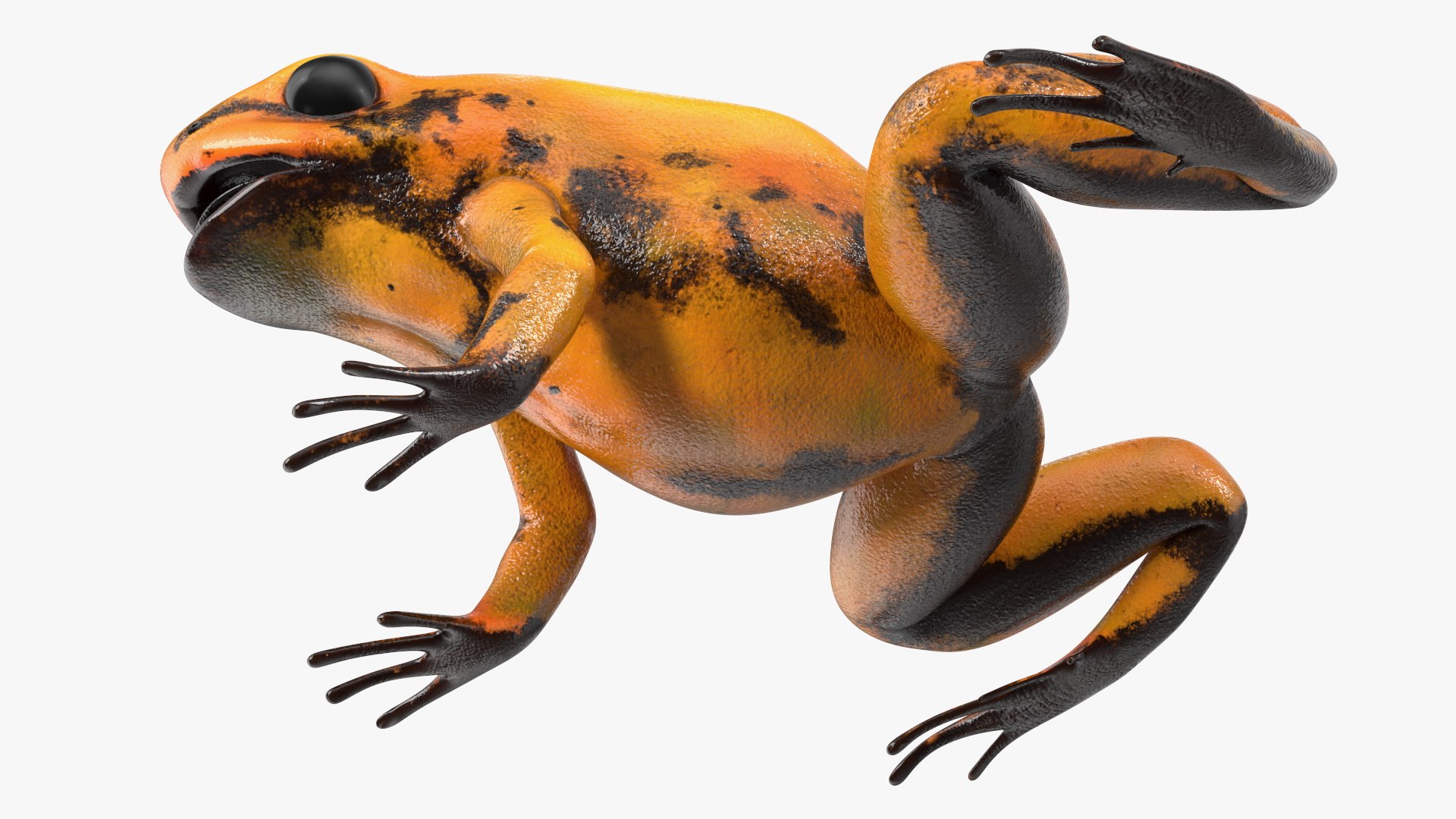 Orange Golden Poison Frog Model - TurboSquid 2184607