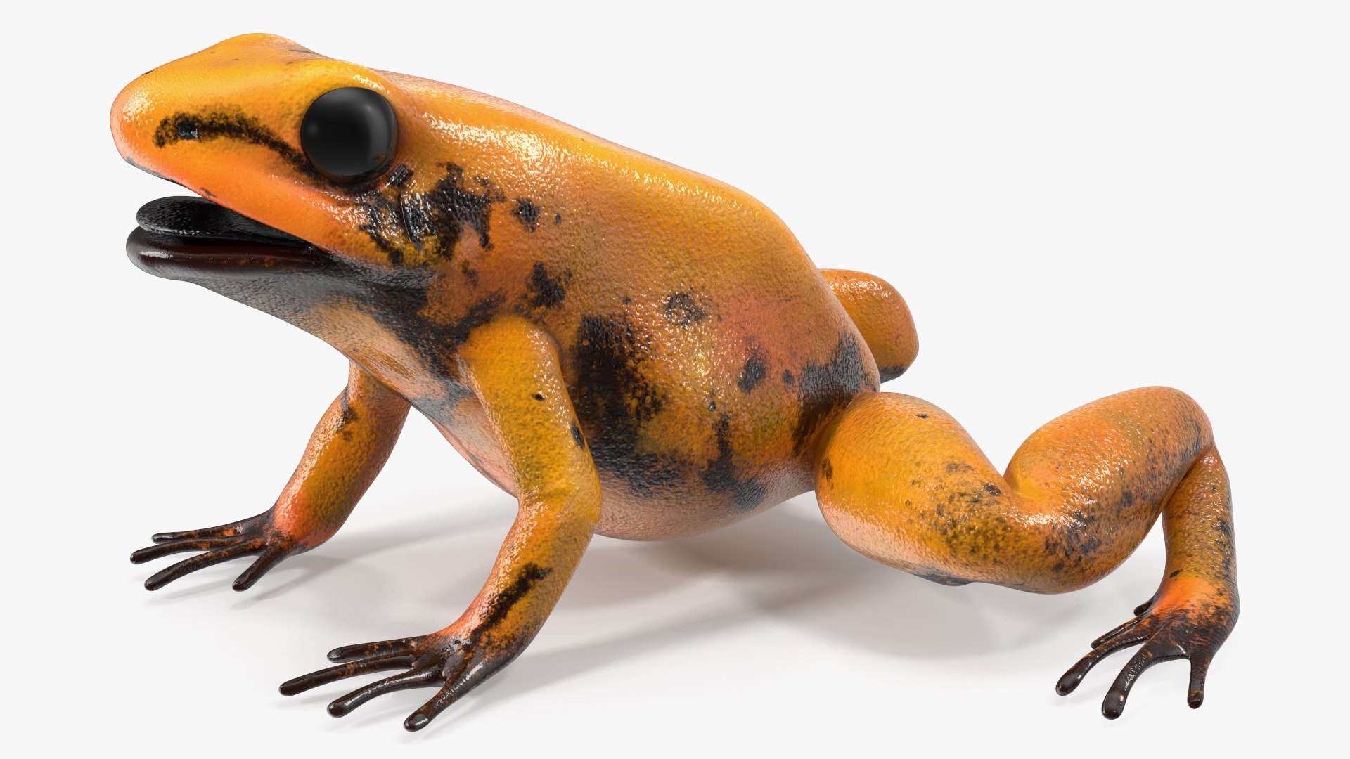 Orange Golden Poison Frog Model - TurboSquid 2184607