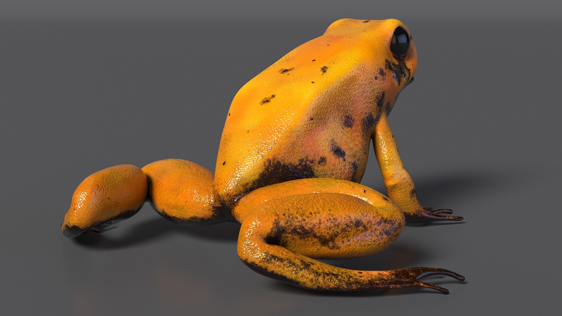 Orange Golden Poison Frog Model - TurboSquid 2184607