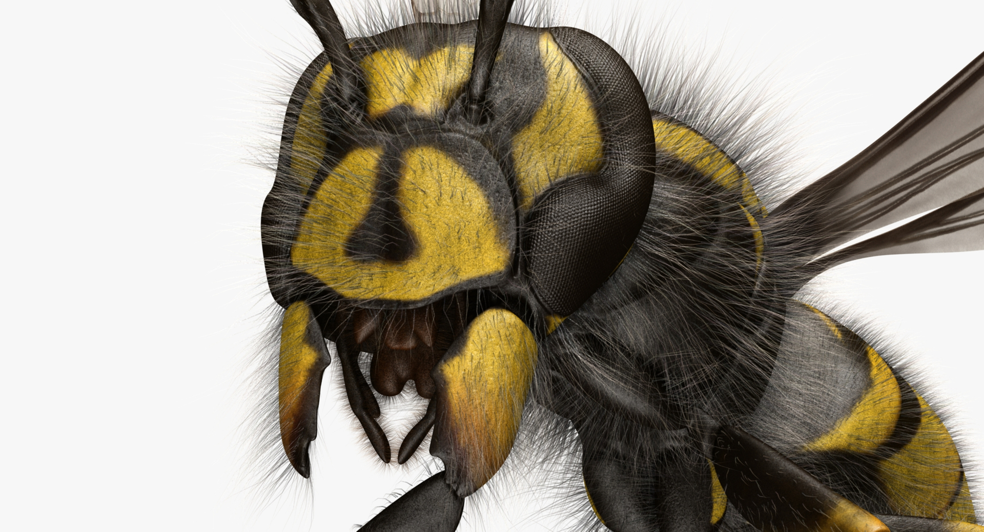 vespula vulgaris common wasp 3d obj