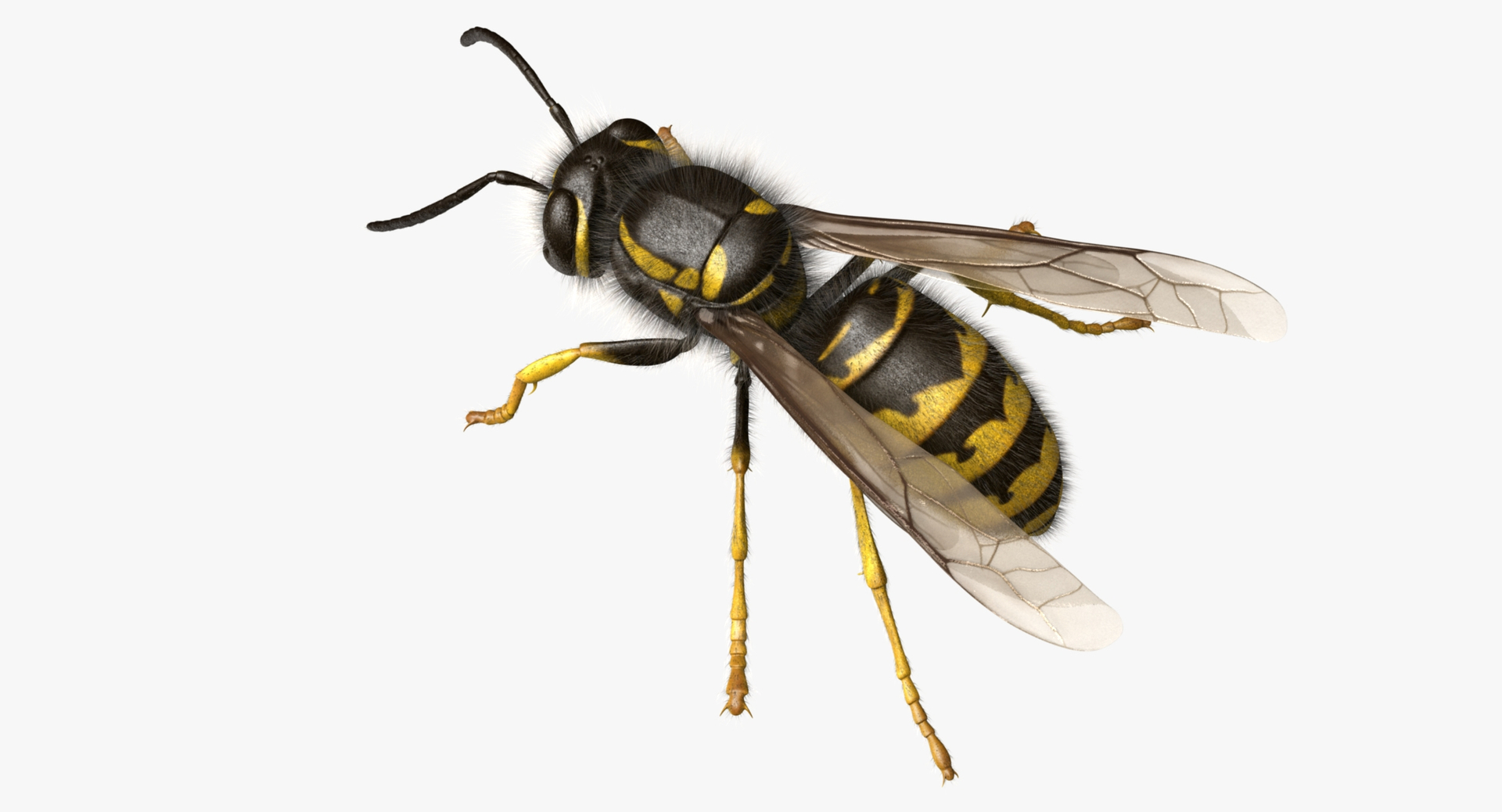 vespula vulgaris common wasp 3d obj